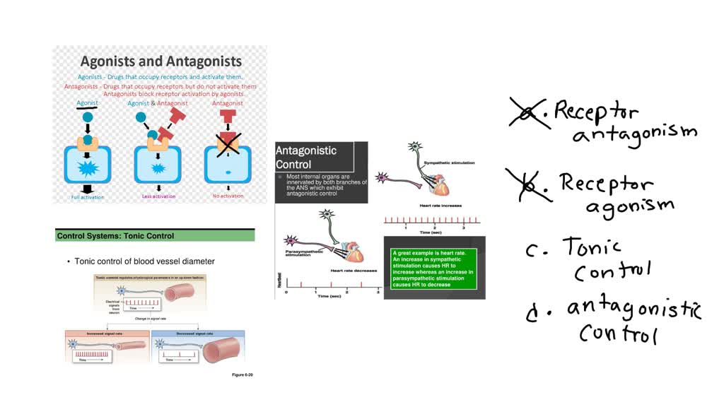 SOLVED: When epinephrine binds to β2-adrenergic receptors on smooth ...