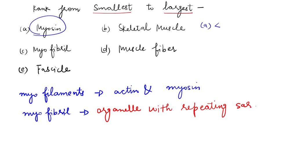 SOLVED: From the listed components of the skeletal muscle; rank them ...