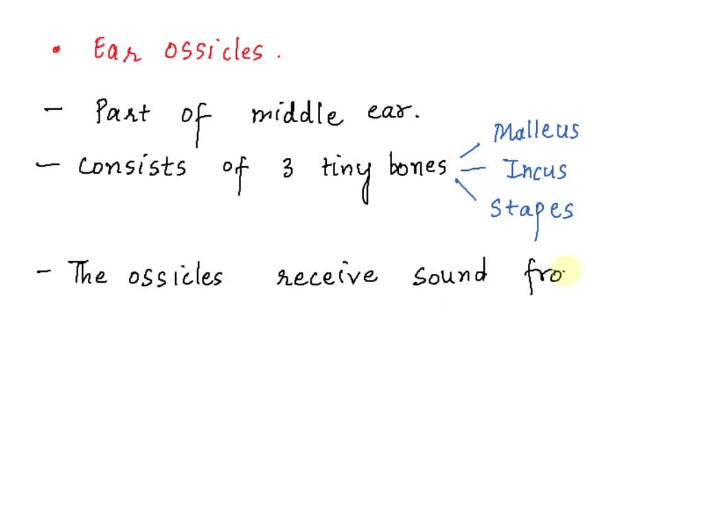 SOLVED: Watch this video (http://openstaxcollege.org/l/ear1) to learn more about how the ...