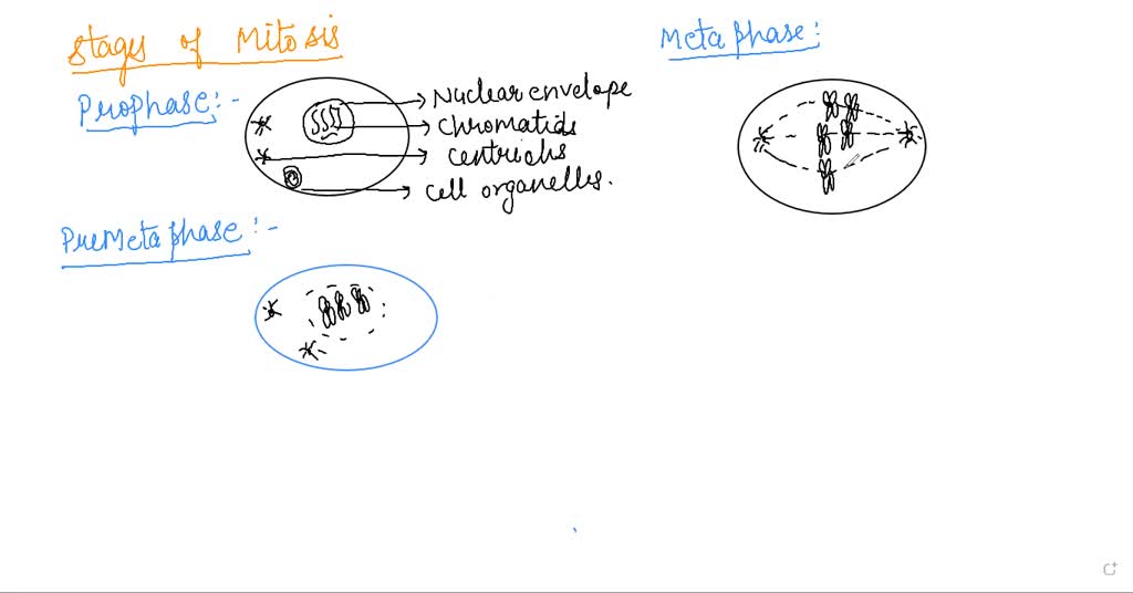 SOLVED: Phase of mitosis Short description of major events Prophase ...