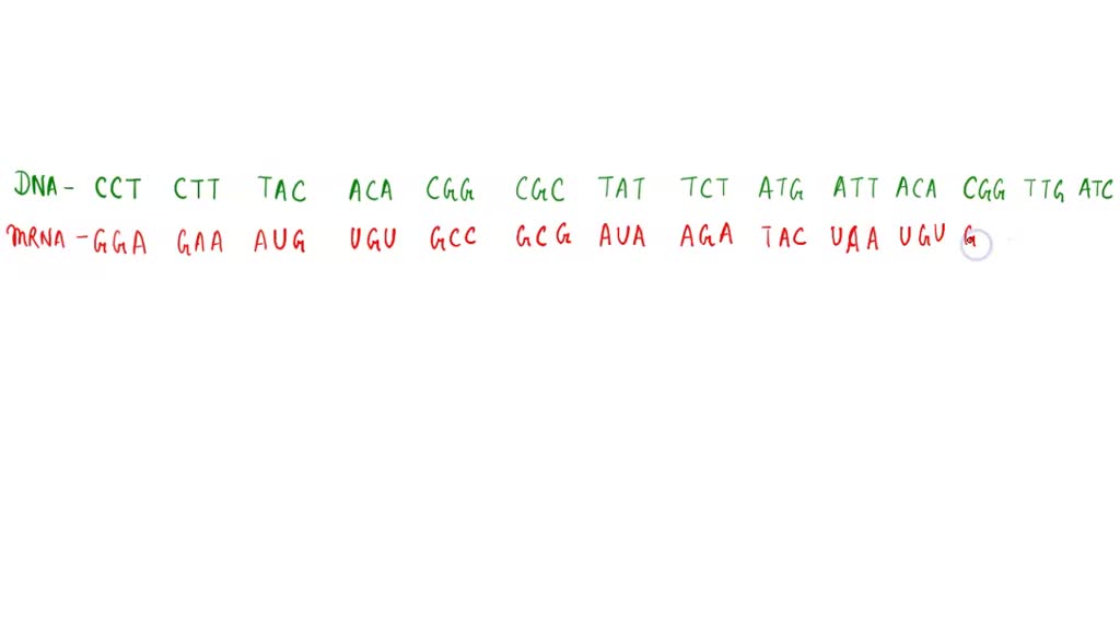 SOLVED:PART C. Useyour codon chart to determinethe aminoacid sequence ...