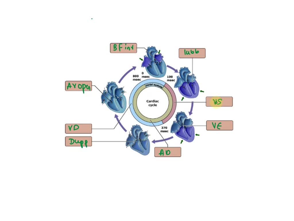 Drag and drop the labels onto the figure to identify the events ...