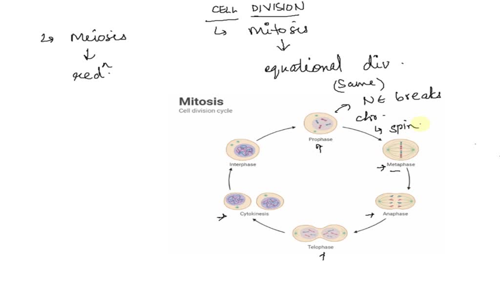 SOLVED: If the cell whose nuclear material is shown in the figure ...
