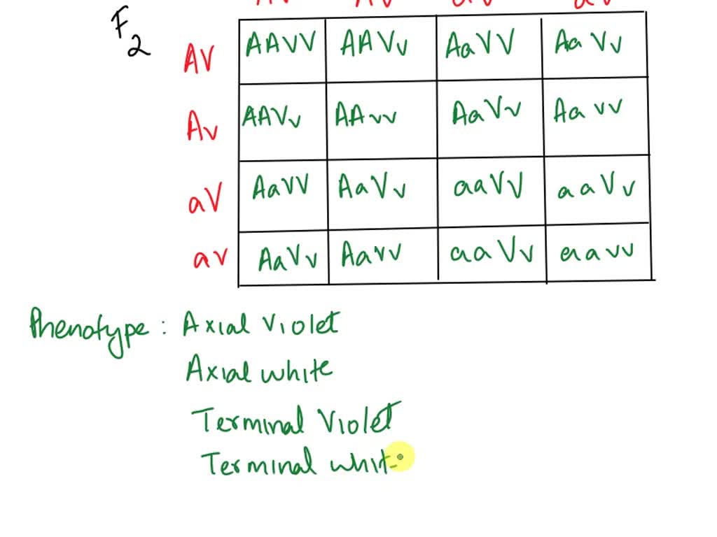 SOLVED: A true breeding violet pea plant and a true breeding white pea ...