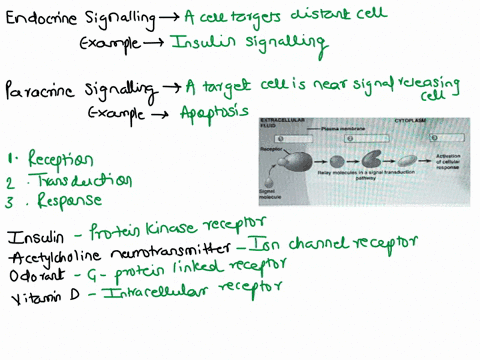SOLVED:Signaling by soluble extracellular molecules can be classified ...