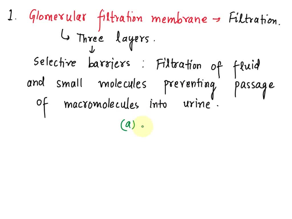 SOLVED: 1) the glomerular filtration membrane primarily serves to: a ...