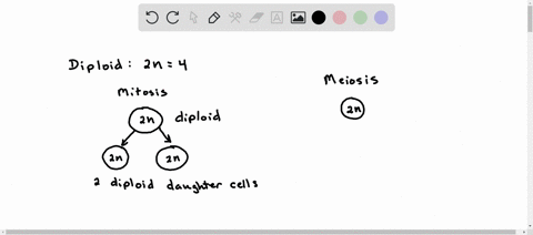 This figure shows a cell from a diploid species with 2n