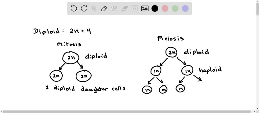 SOLVED: This figure shows a cell from a diploid species with 2n = 4 ...