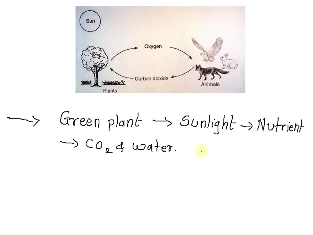 SOLVED: 'complete the diagram below on what an oxygen can do to living ...
