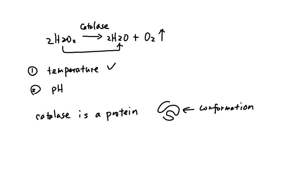 SOLVED: beef catalase has been used to accelerate the decomposition of ...