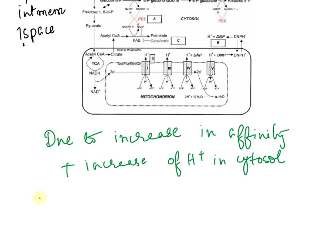 SOLVED: 2,4-Dinitrophenol (DNP) affects electron transport and ...