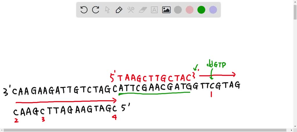 SOLVED: A sequencing reaction is performed on a section of DNA ...
