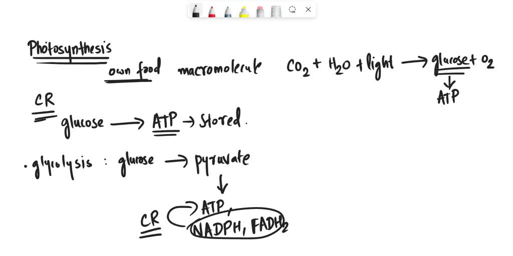 SOLVED: Which sentences describe the differences between photosynthesis ...