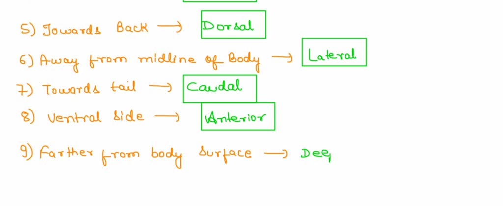 SOLVED: QUESTION 28 The term caudal Is a directional term that ...