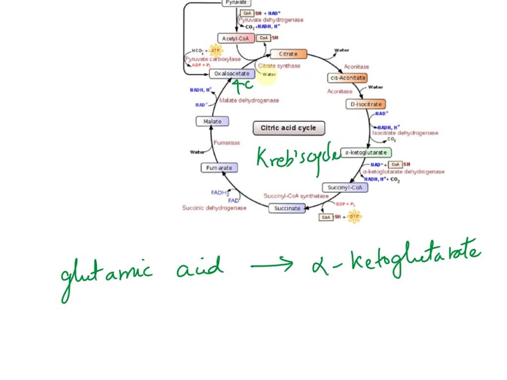 SOLVED: Question 41 pjls In animal cells, proteins can also be used as ...