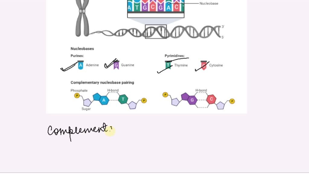 SOLVED: DNA molecules with complementary sticky ends associate by#N#(a ...