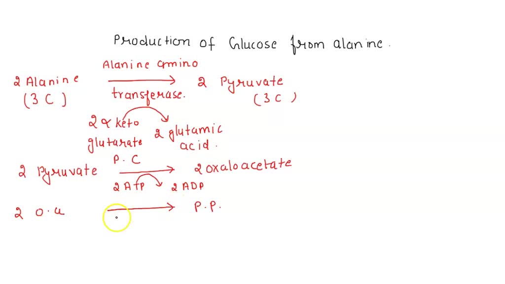 SOLVED: Alanine undergoes transamination to pyruvate with the amine ...