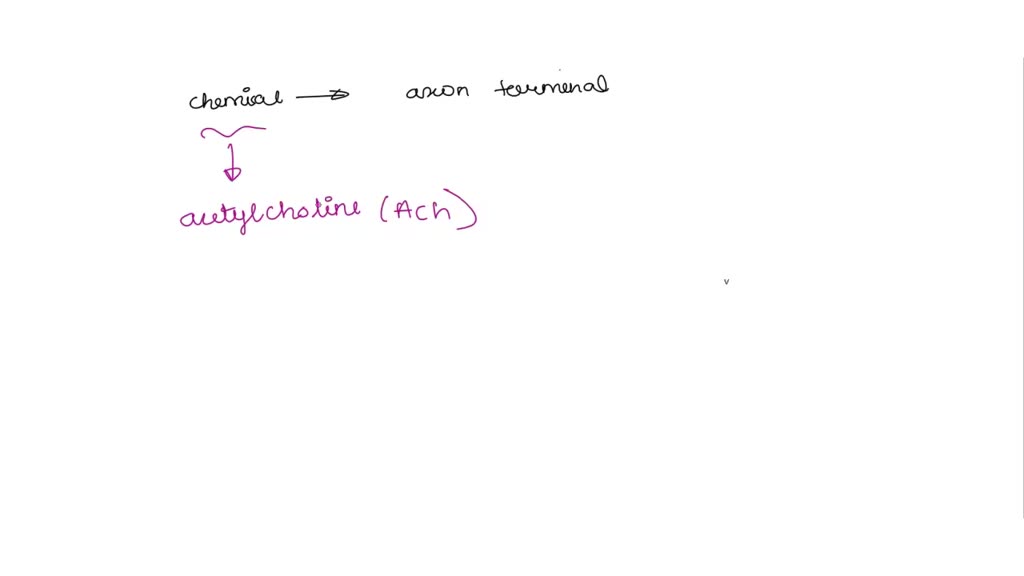 SOLVED: What chemical is released by the axon terminals of a motor ...