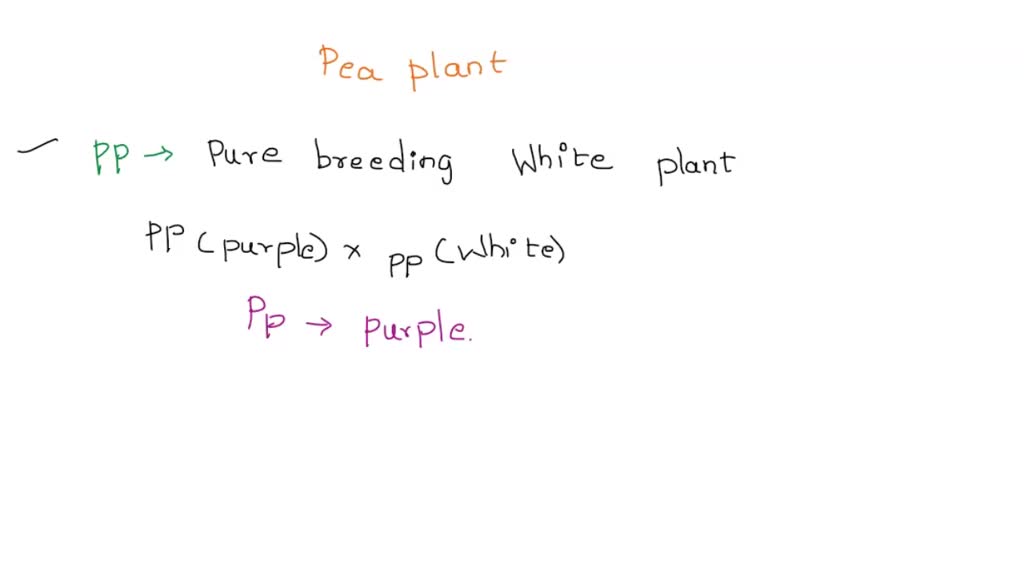SOLVED: 'Questions 2: In pea plants purple flower (P) is dominant and a ...
