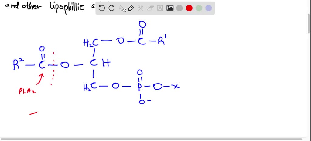 SOLVED: Snake venom contains the enzyme phospholipase A2, which cleaves ...