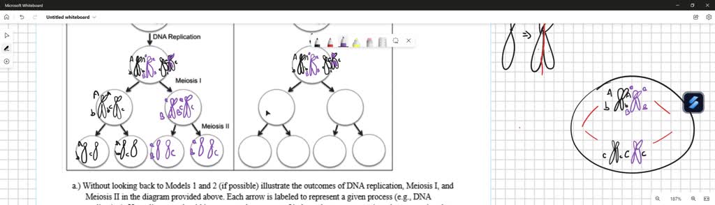 SOLVED: Next, you will model meiosis using two pairs of homologous ...