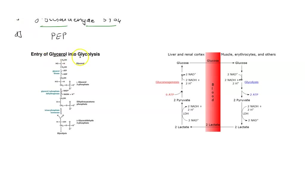 SOLVED: The common intermediates in the conversion of glycerol and ...
