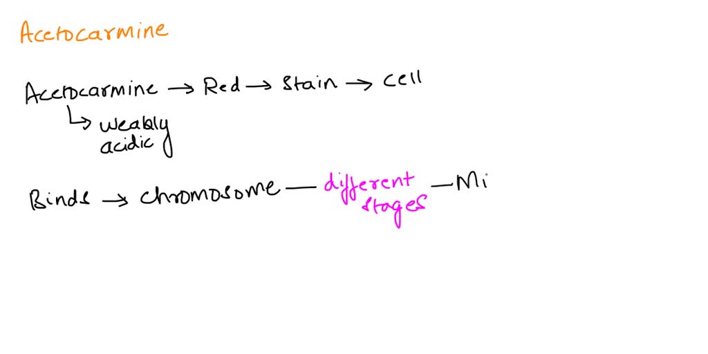 SOLVED: Why is acetocarmine stain used in the mitosis of onion root tips?