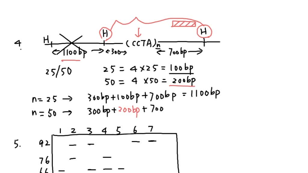 SOLVED: A map of HindIII restriction enzyme cut sites (H) flanking a ...