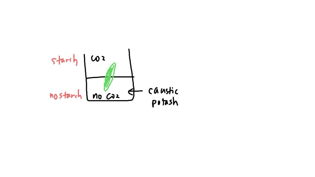 SOLVED: A student sets up an experiment to study photosynthesis in ...