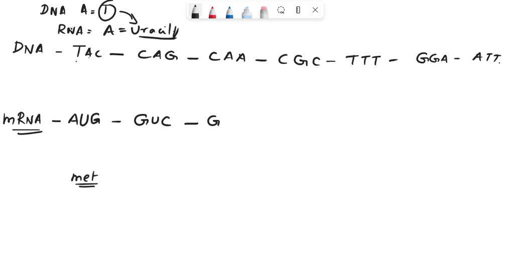 SOLVED: 1 point What is the sequence of amino acids that this segment ...