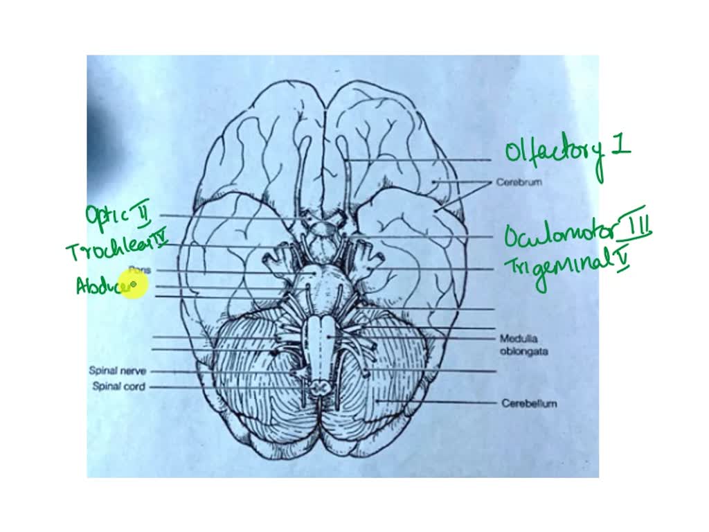 SOLVED: 132 Chapter 7 The Nerv Cranial Nerves 31. The 12 pairs of ...