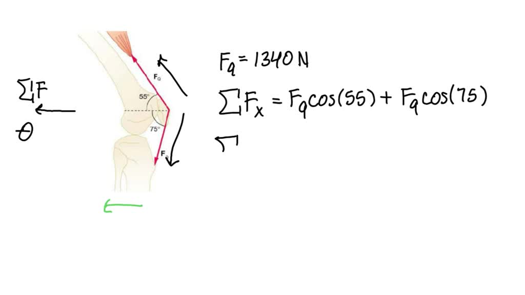SOLVED: The upper leg muscle (quadriceps) exerts a force of FQ = 1340 N ...