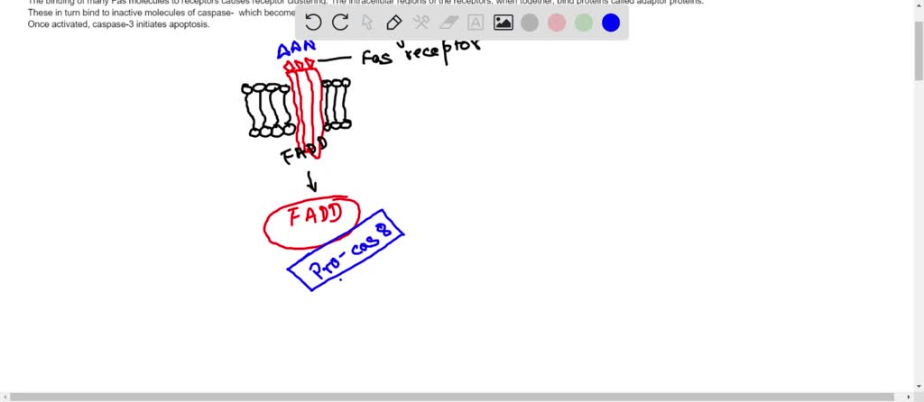 SOLVED: Below, draw two cells: a B-ALL cancer cell on the right and a ...