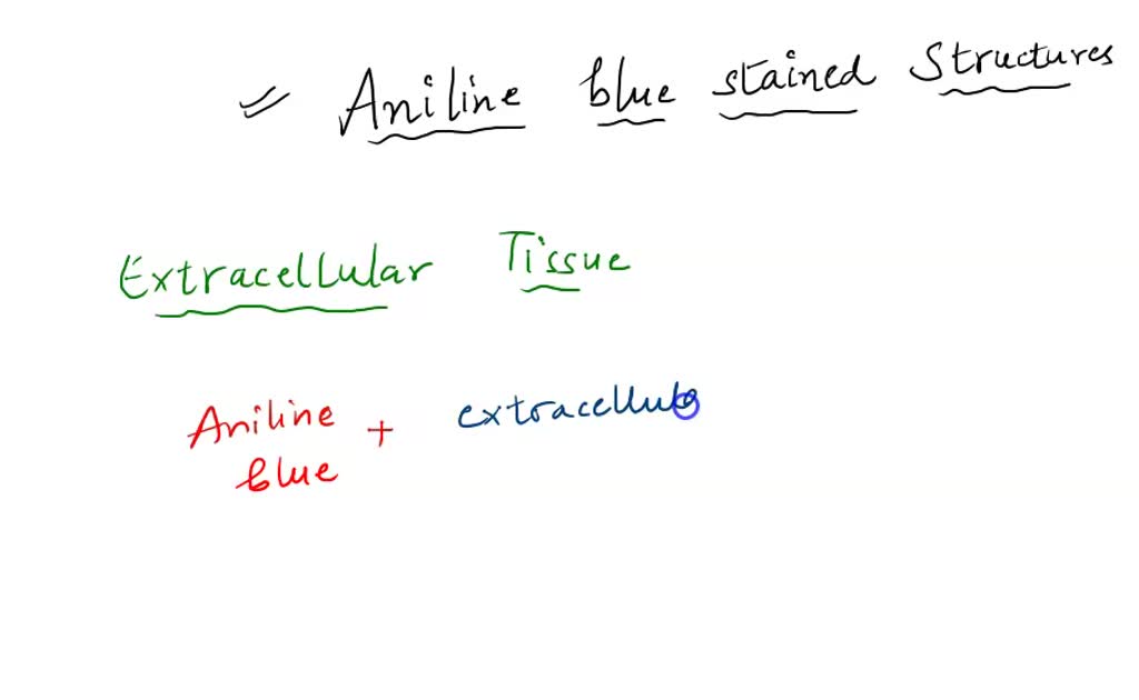 What is the aniline blue-stained structure in the sample? It is a ...