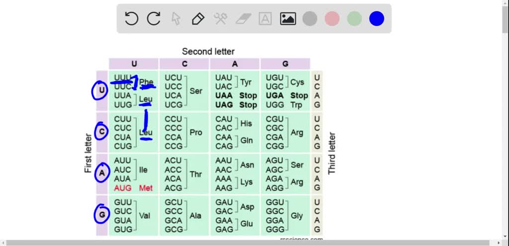 How many amino acids are coded by a set of codons that share the same ...