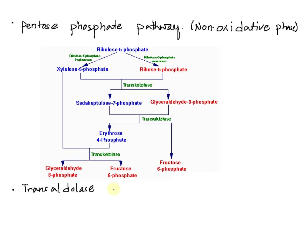 SOLVED: A) Complete the reaction for the biosynthesis of thymidine ... SOLVED: A) Complete the reaction for the biosynthesis of thymidine ...