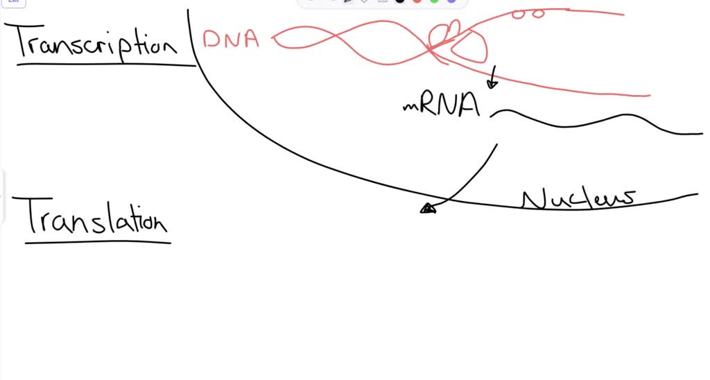 Solved Question 1 1 1 Name This Process Dna Mrna 1 2 Name This Process Single Stranded