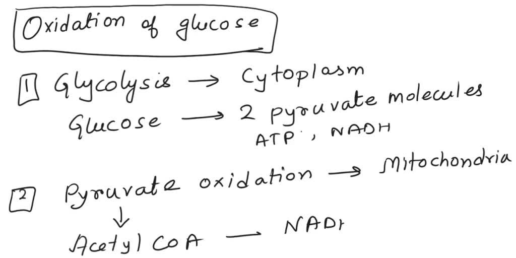 SOLVED: List the 4 stages of glucose oxidation and know where each of ...