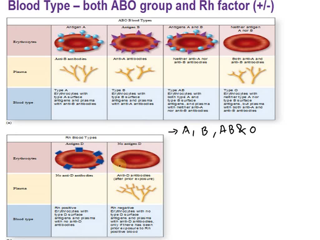SOLVED: Describe ABO and Rh blood typing and the basis and significance ...