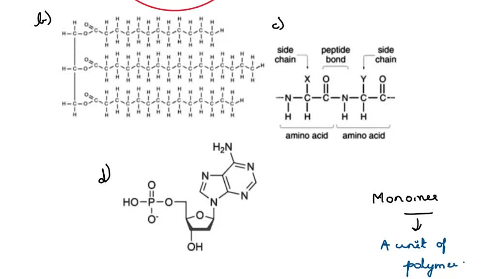 SOLVED: Identify the following macromolecule, and circle and label the monomers: Carbohydrate ...
