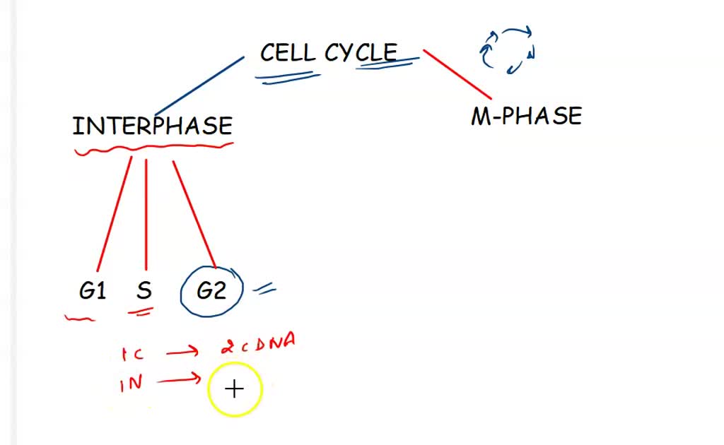 SOLVED: At the point in the cell cycle when the G2 phase ends and ...