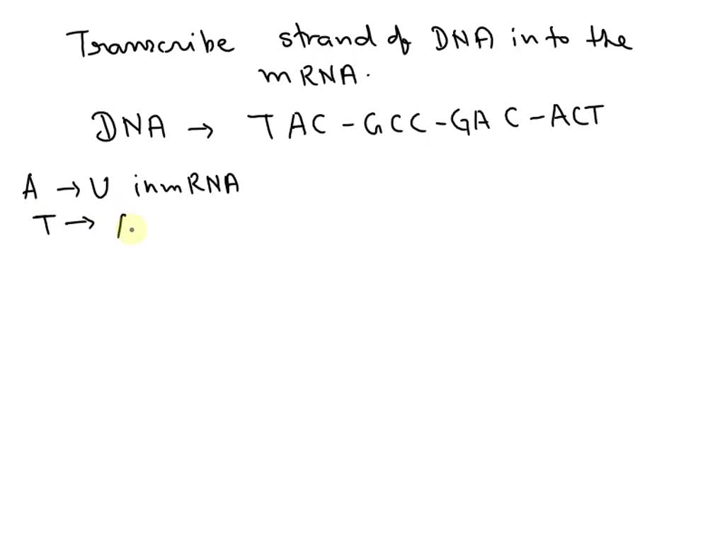 SOLVED: Transcribe the following strand of DNA into mRNA: DNA: TAC-GCC ... SOLVED: Transcribe the following strand of DNA into mRNA: DNA: TAC-GCC ...