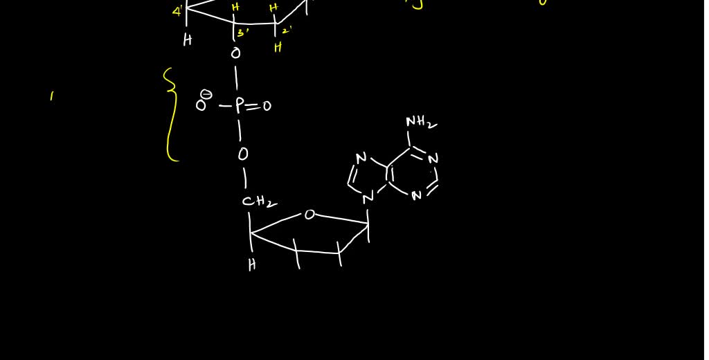 SOLVED: Write the structure of dinucleotide part of DNA-CG.