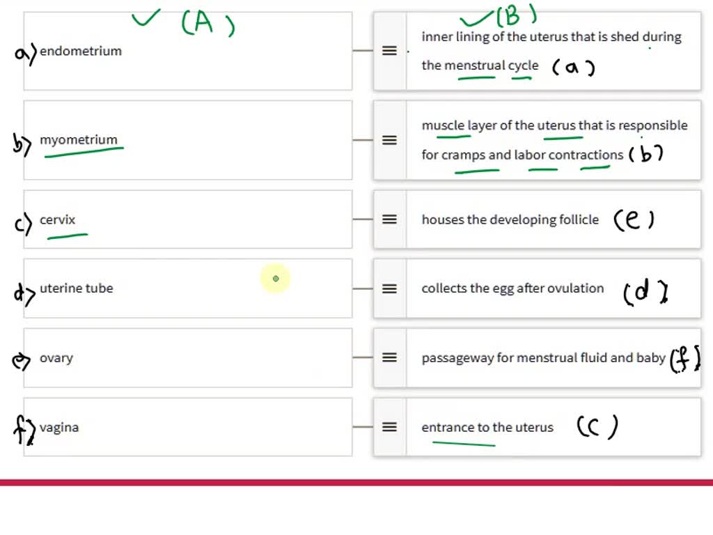 SOLVED: Match the function with the correct part of the menstrual cycle ...