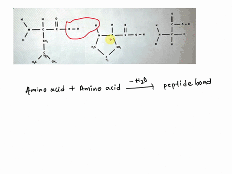 SOLVED: Ore: 92.90 Combine these amino acids into a tripeptide. Add or ...