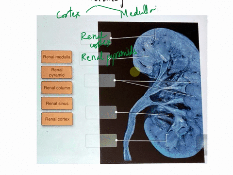Label the internal anatomy of the kidney using the hints provided ...