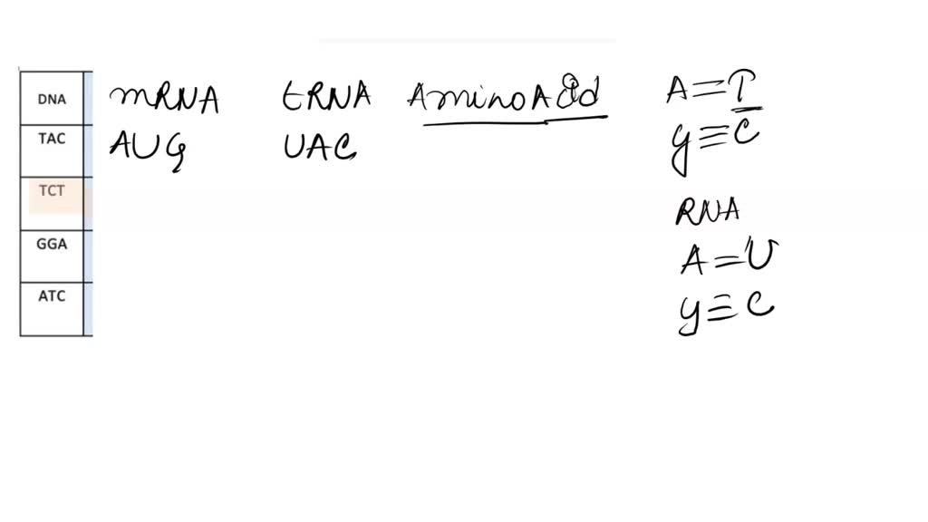 SOLVED: Given this short strand of DNA, and using the information in Table 1, list the ...