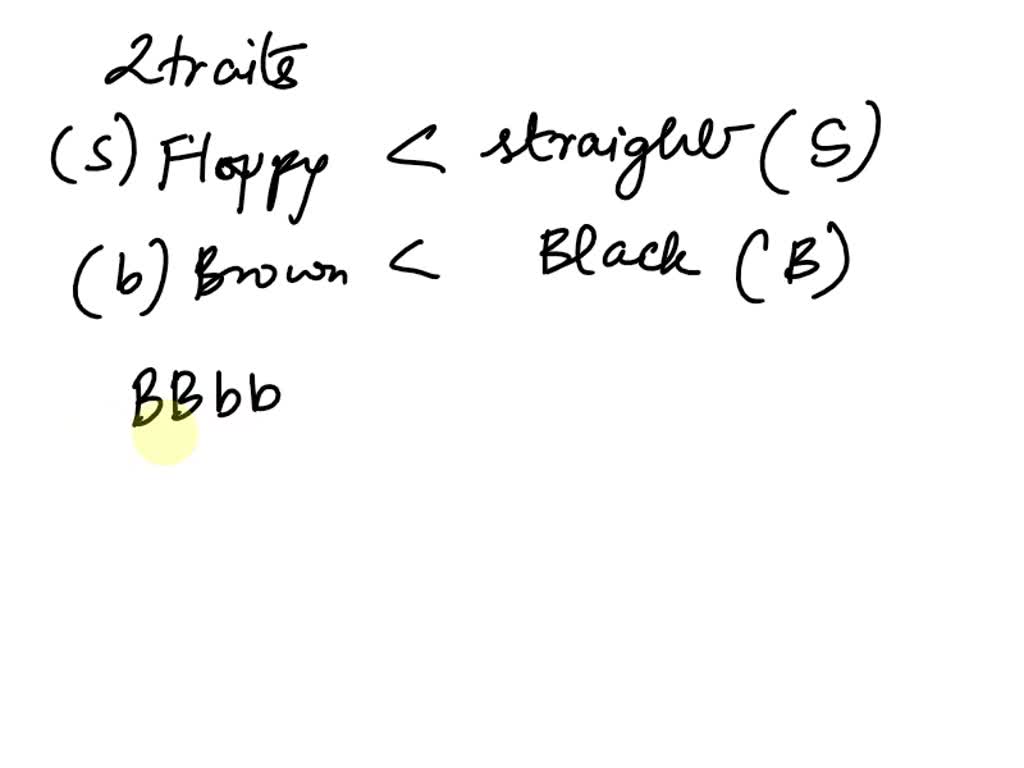 SOLVED: Genetics of Traits: Floppy Eared Bunnies in Rabbits Black hair ...