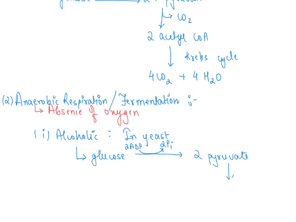 SOLVED: We can divide cellular respiration into three metabolic ...