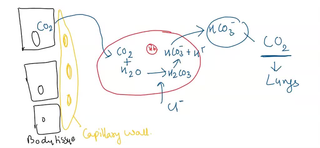 SOLVED: Draw the mechanism for the carbonic anhydrase enzyme in the ...